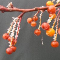 Sarah Russell Poetry